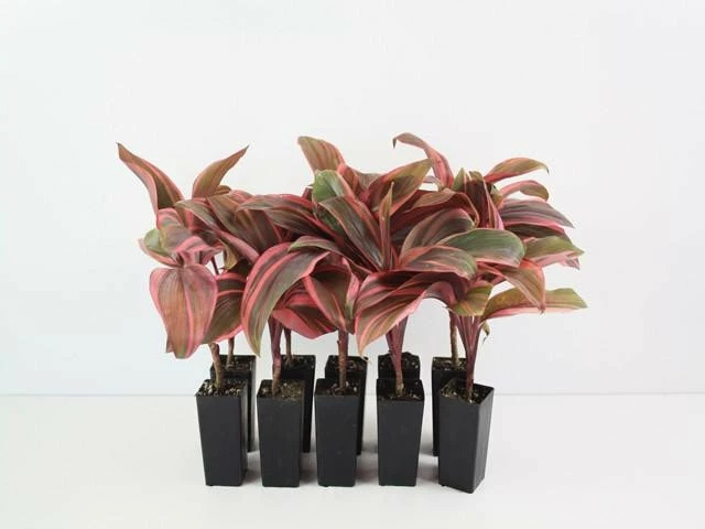 Getting Shrubs Cordyline T. Pink Champion from Outlet Plants in a box ...